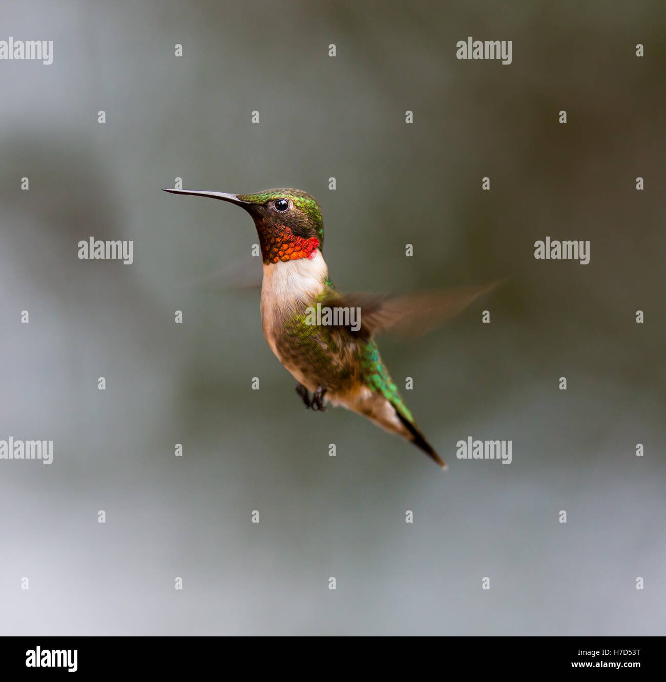 Ruby Throated Hummingbird, after its long migration from the south to ...