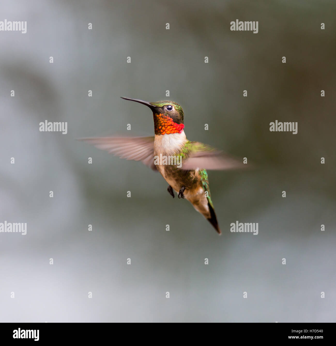 Hummingbird migration south hi-res stock photography and images - Alamy