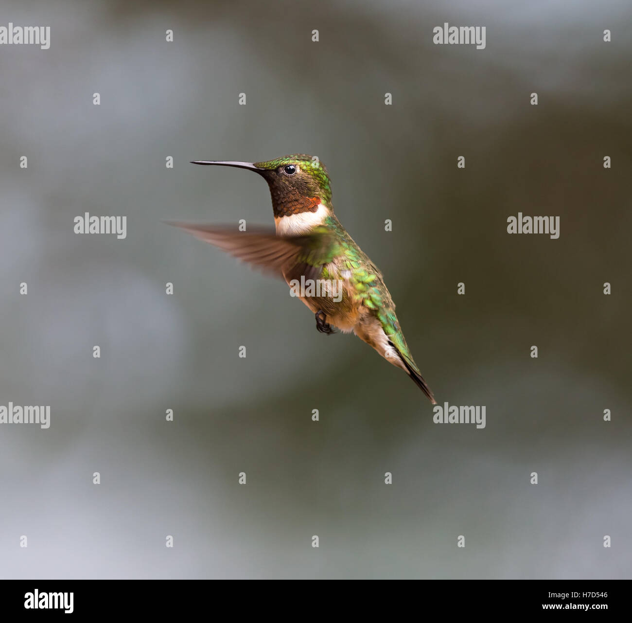 Ruby Throated Hummingbird, after its long migration from the south to ...