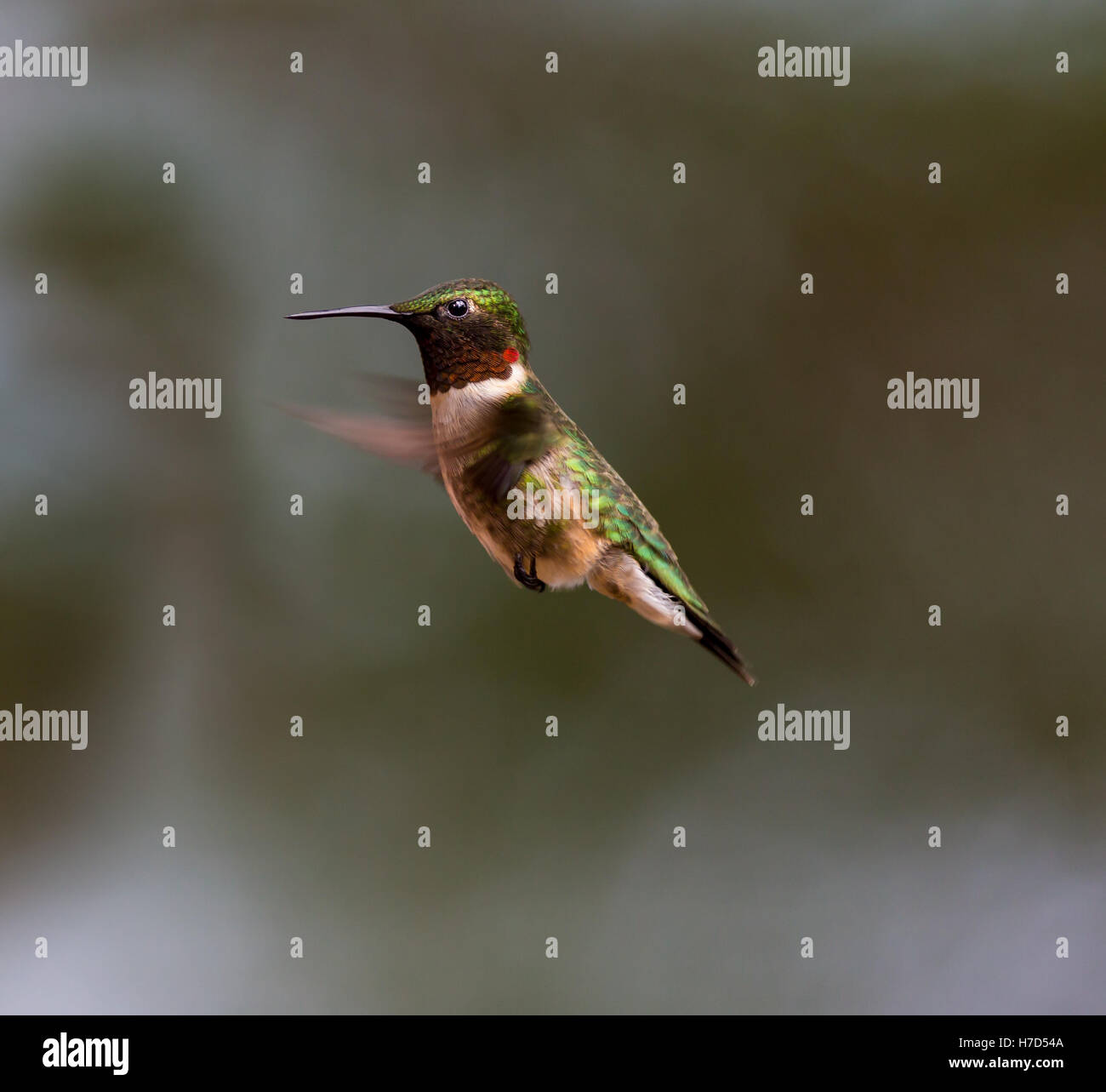 Ruby Throated Hummingbird, after its long migration from the south to ...
