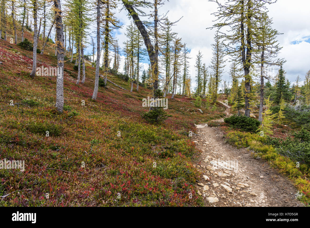 The Pacific Crest Trail through forest in fall colors. North Cascades ...