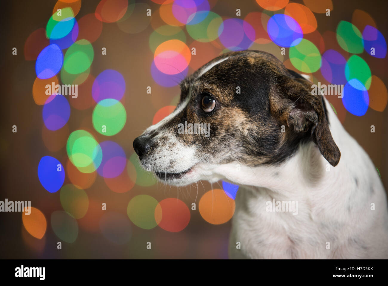 Dog on the colorful background Stock Photo - Alamy