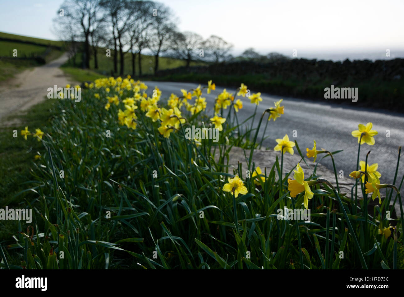 Spring flowers by roadside hi-res stock photography and images - Alamy