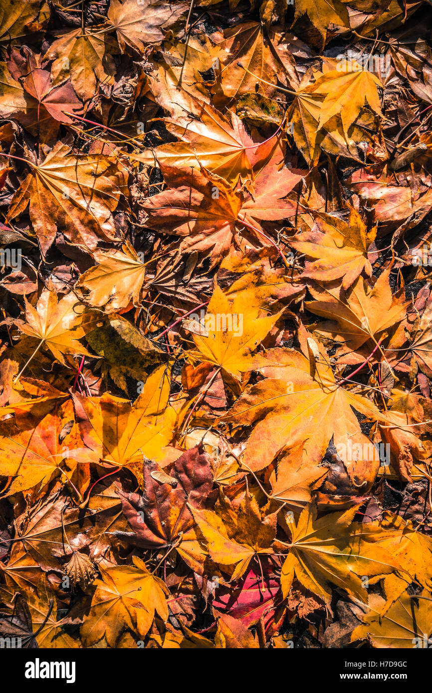 Fallen, wet yellow, red and orange maple leaves covering the ground in Autumn on a rainy Seattle ...
