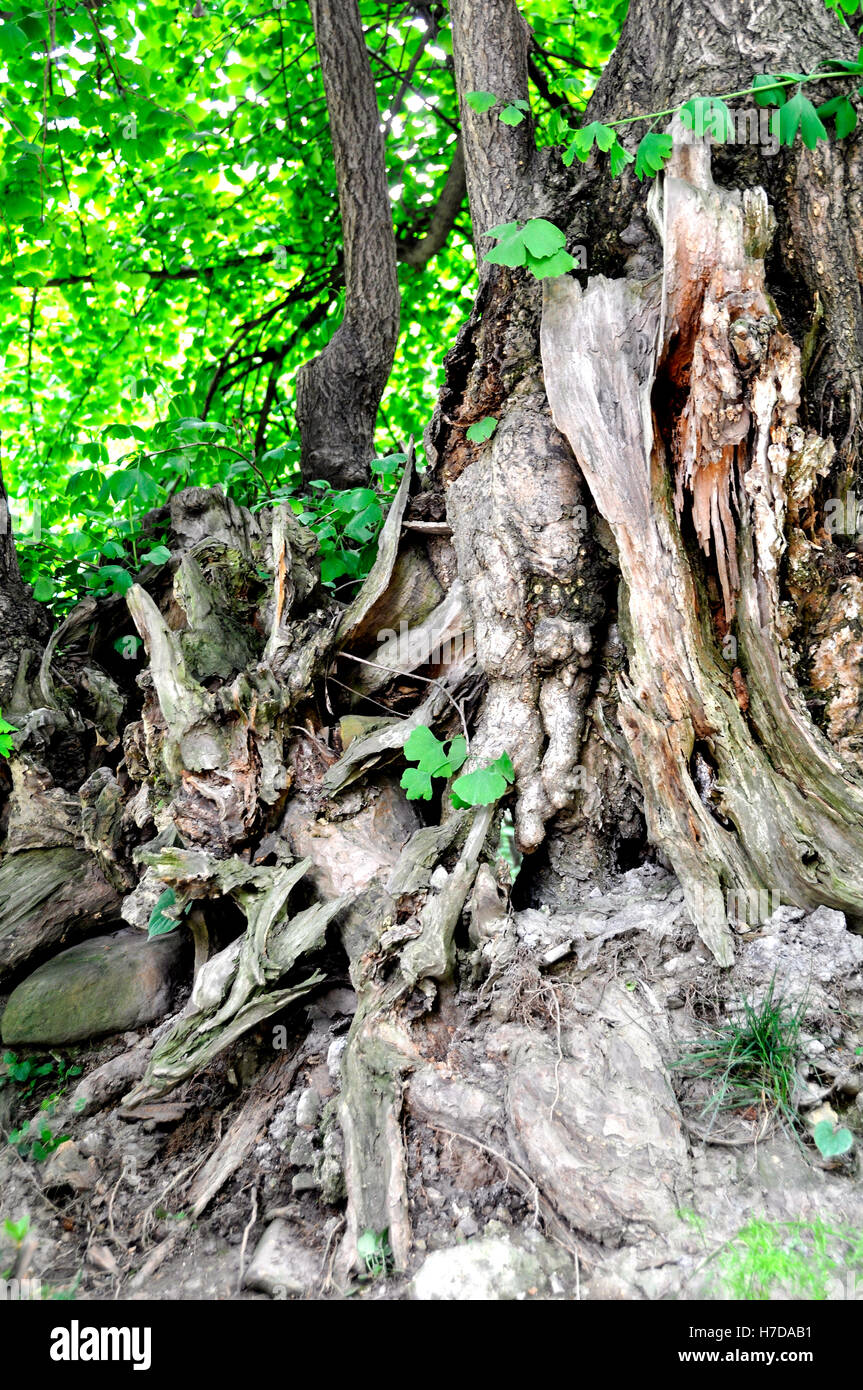 Old tree trunk Stock Photo - Alamy