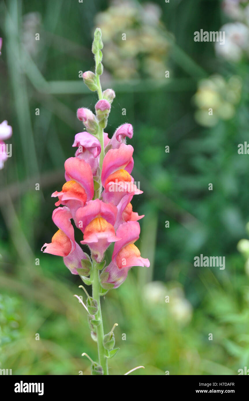 Snapdragon (Antirrhinum majus Stock Photo - Alamy