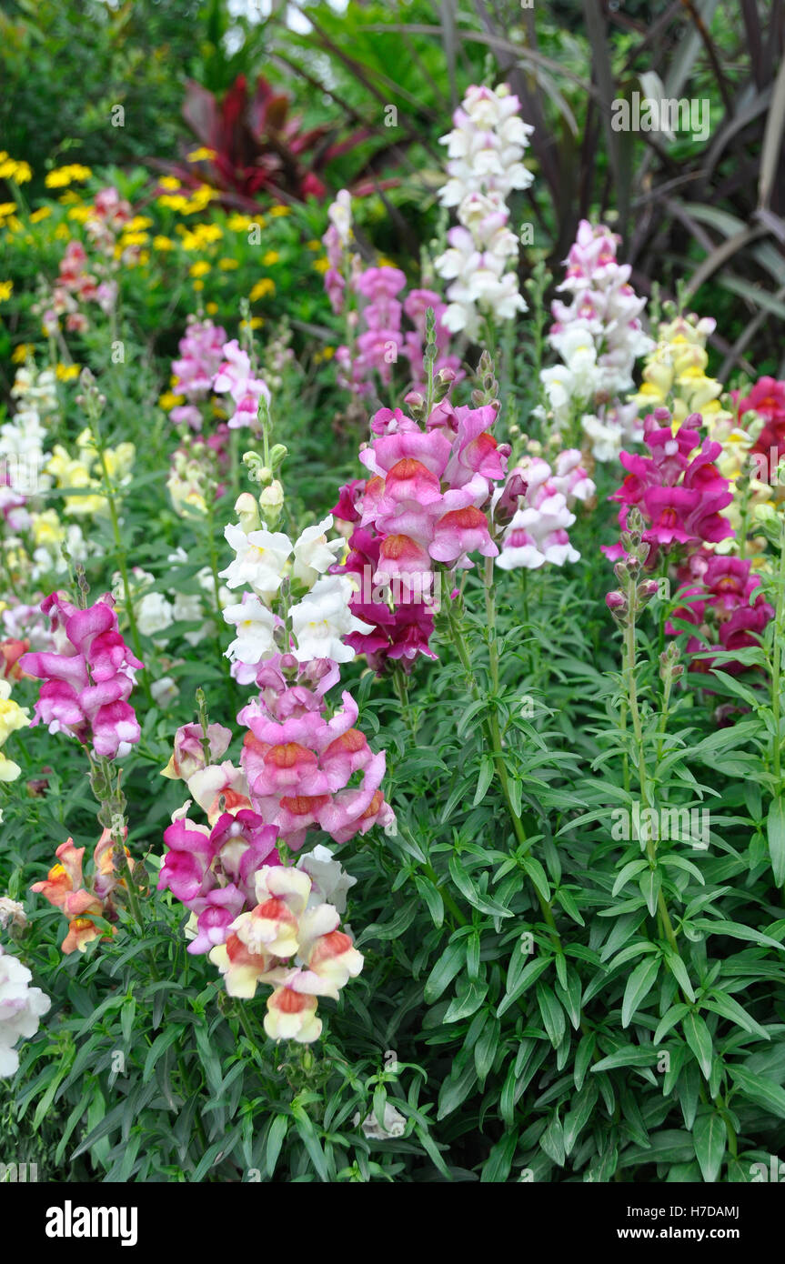 Snapdragon (Antirrhinum majus Stock Photo - Alamy