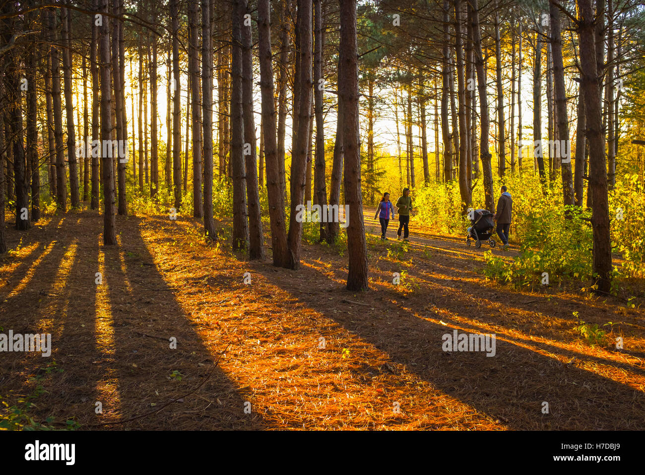 City park with evening light and walkers strolling in red pine forest ...