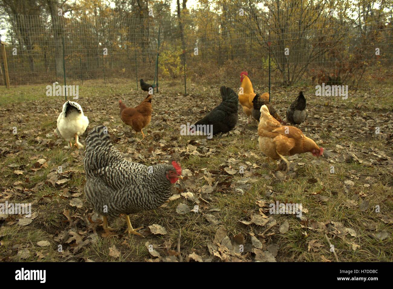 Chickens Pecking And Scratching In The Yard Stock Photo - Alamy
