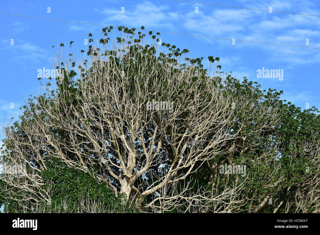 Native new zealand hi-res stock photography and images - Alamy
