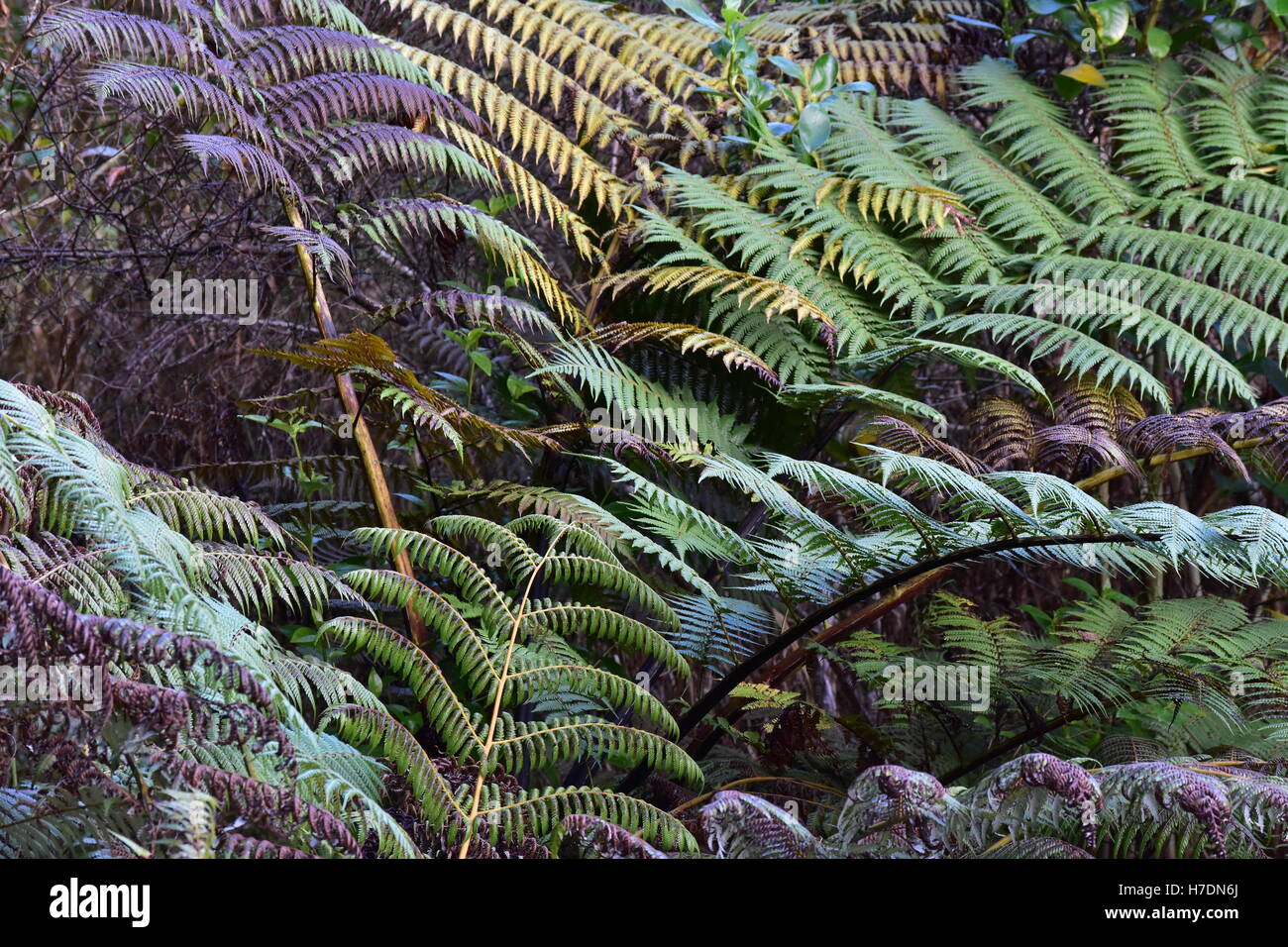 The various colors of the New Zealand giant fern Stock Photo - Alamy