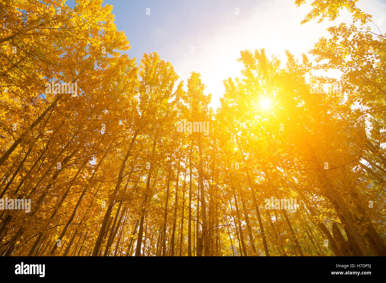 Aspen Trees in autumn seasons Stock Photo - Alamy