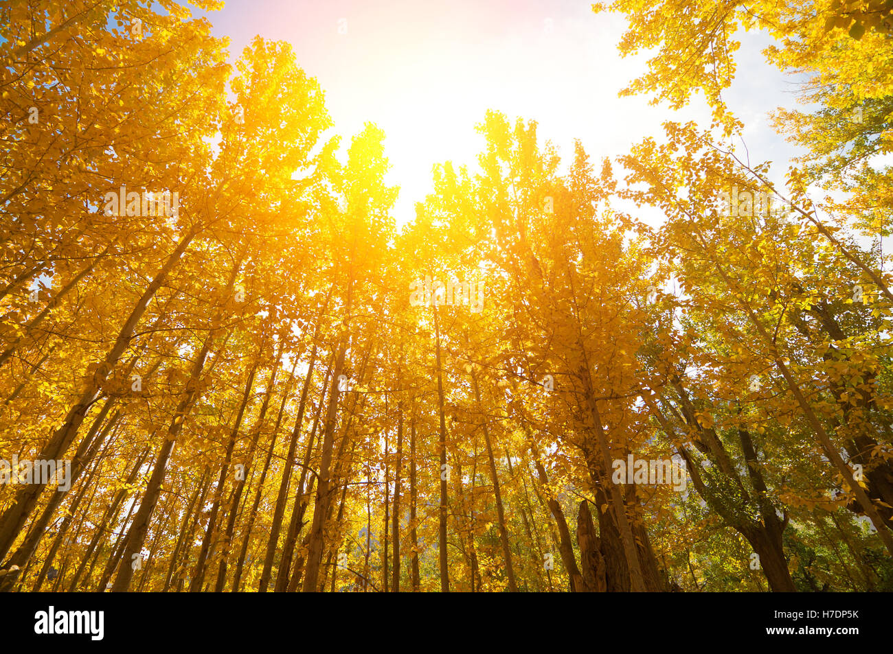 Golden aspen hi-res stock photography and images - Alamy