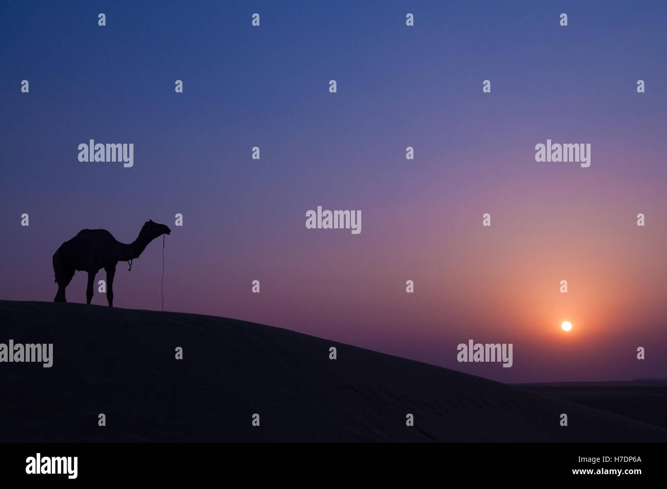 Camel and landscape Stock Photo - Alamy