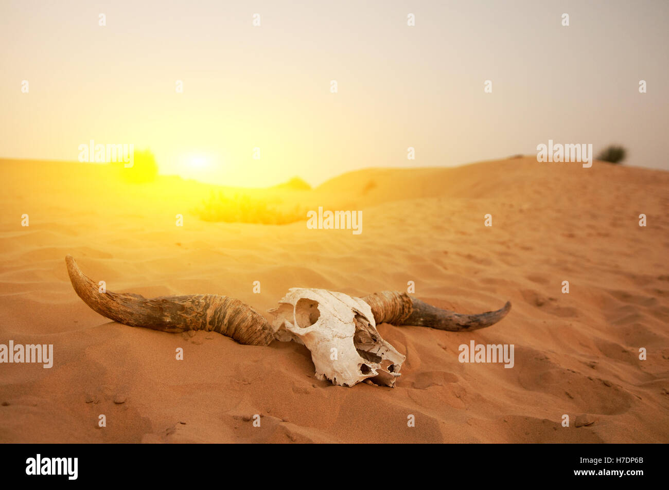Large skull hi-res stock photography and images - Alamy