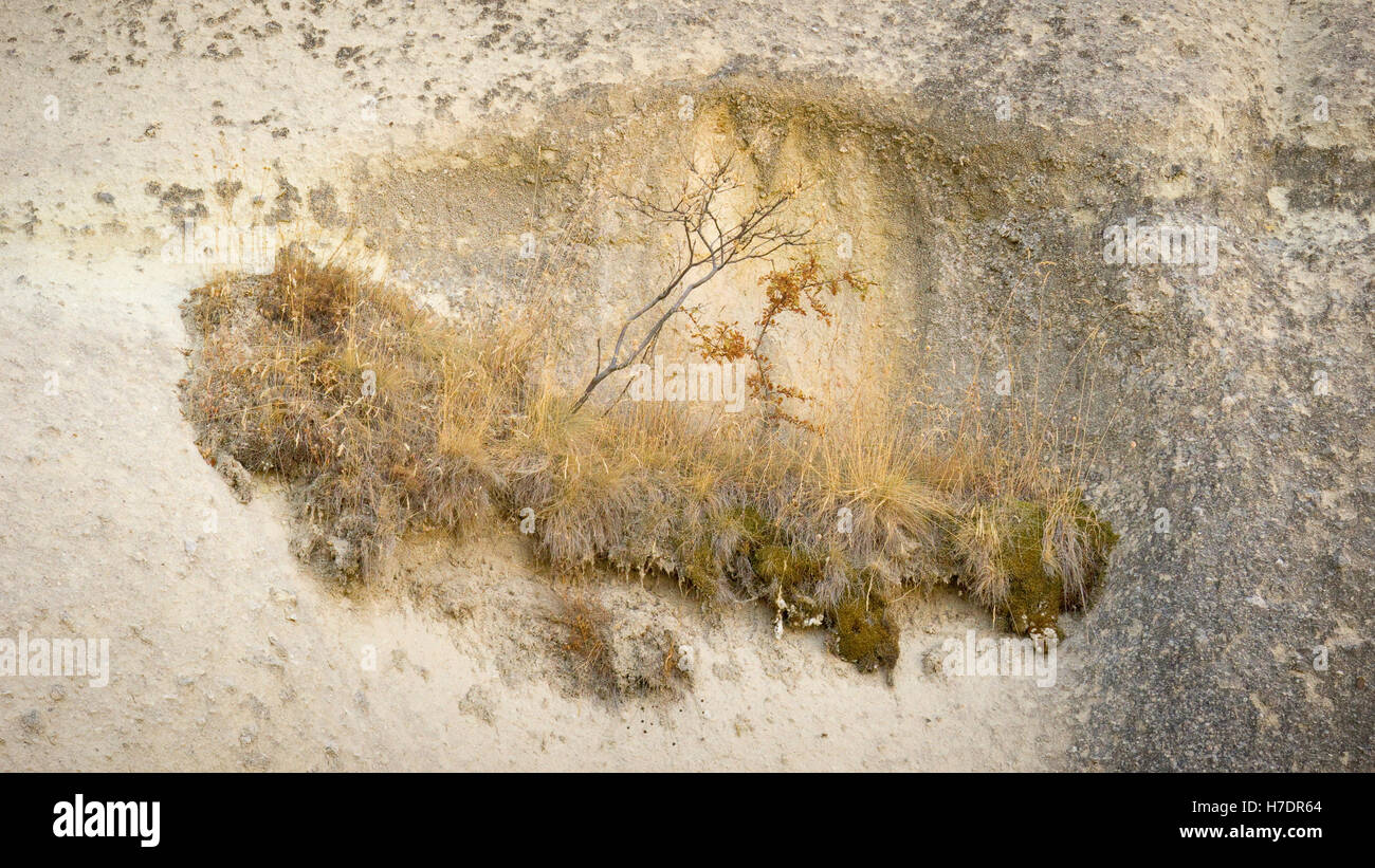 Grasses and shrubs survive precariously on a ledge of a vertical rock ...