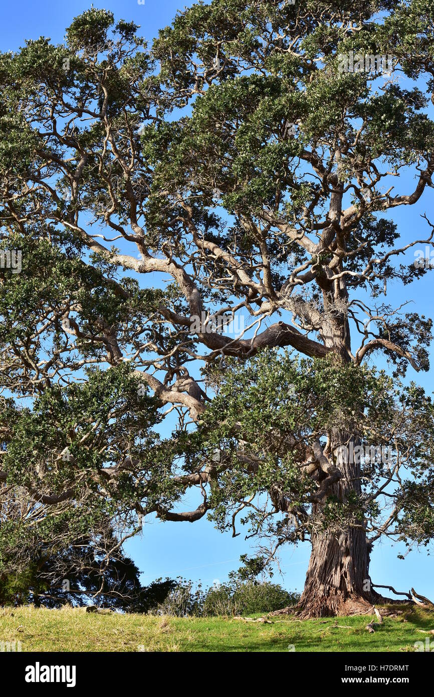 Tall tree with craggy branches and a blue sky behind it Stock Photo - Alamy