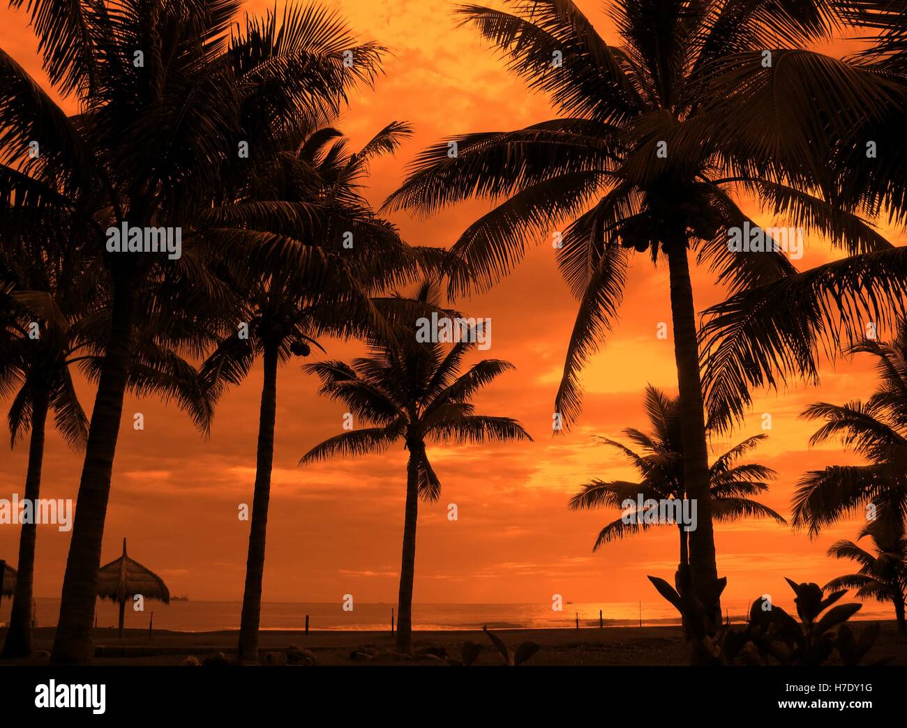 -- palm trees and ocean shore on an afternoon Stock Photo - Alamy