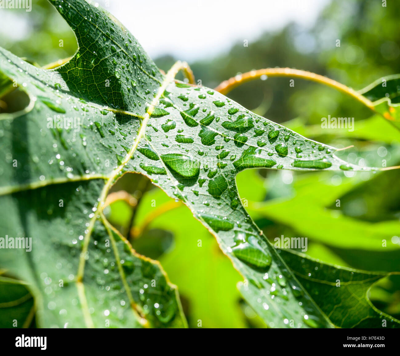 Rainfall on leaves Stock Photo - Alamy