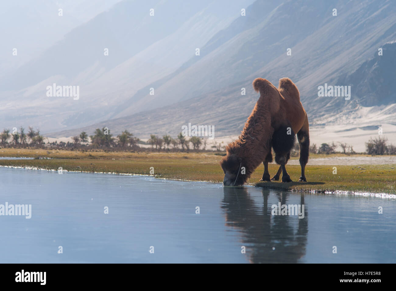 Camel drinking water from the river in Nubra Valley. Leh, India Stock ...