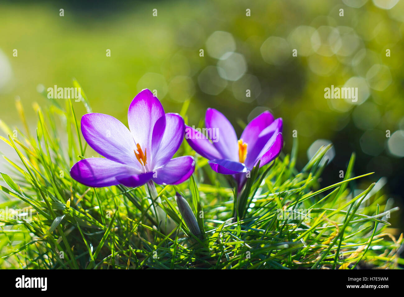 Nice plants ground natural hi-res stock photography and images - Alamy