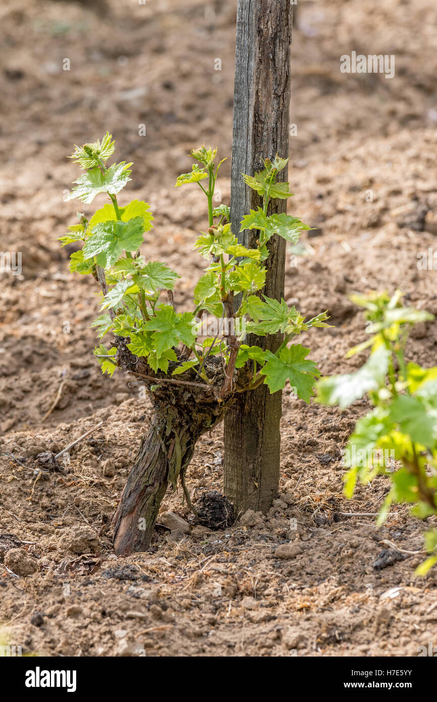 Hungarian agriculture and farming hi-res stock photography and images ...