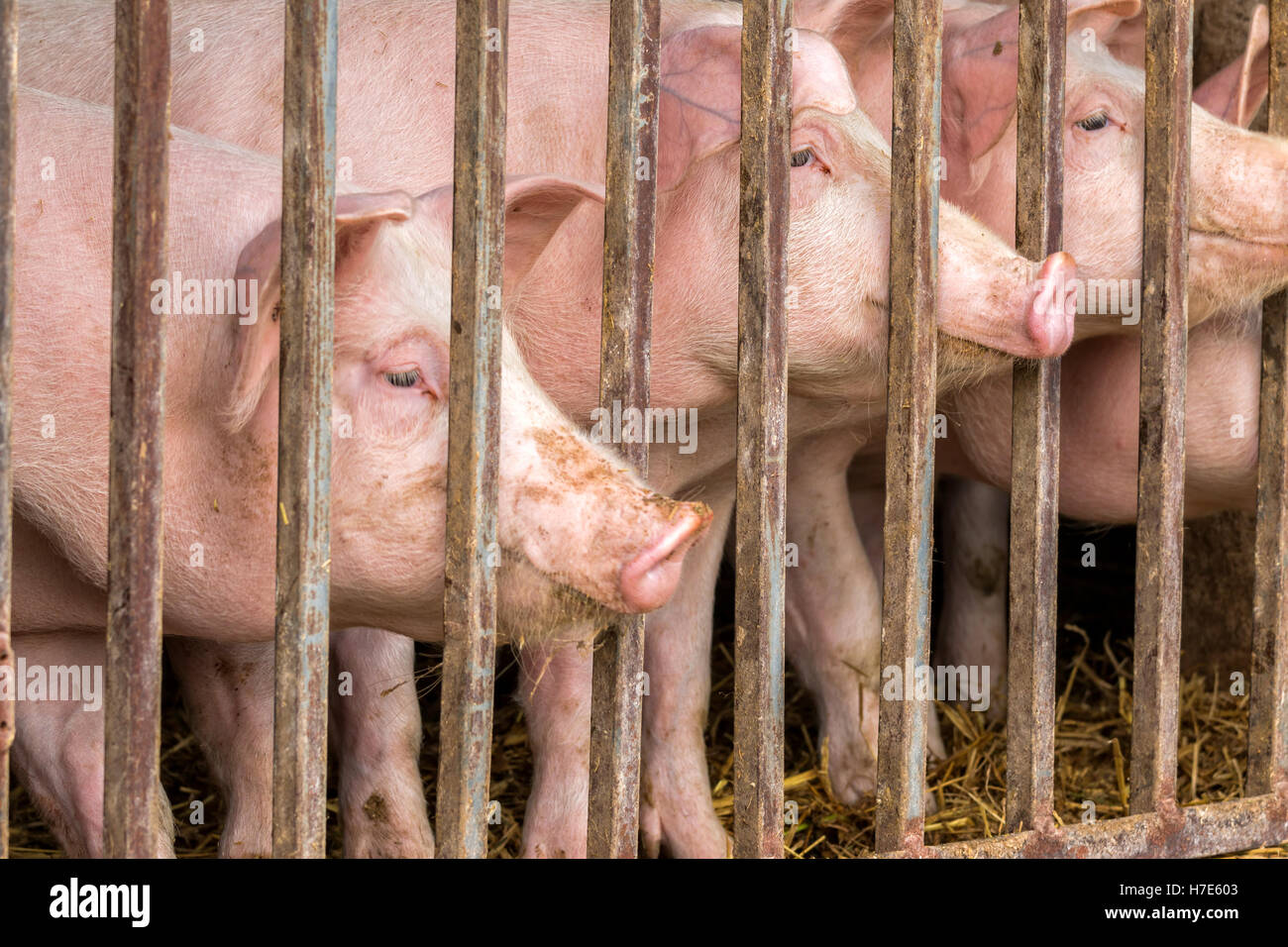 Pig behind bars hi-res stock photography and images - Alamy