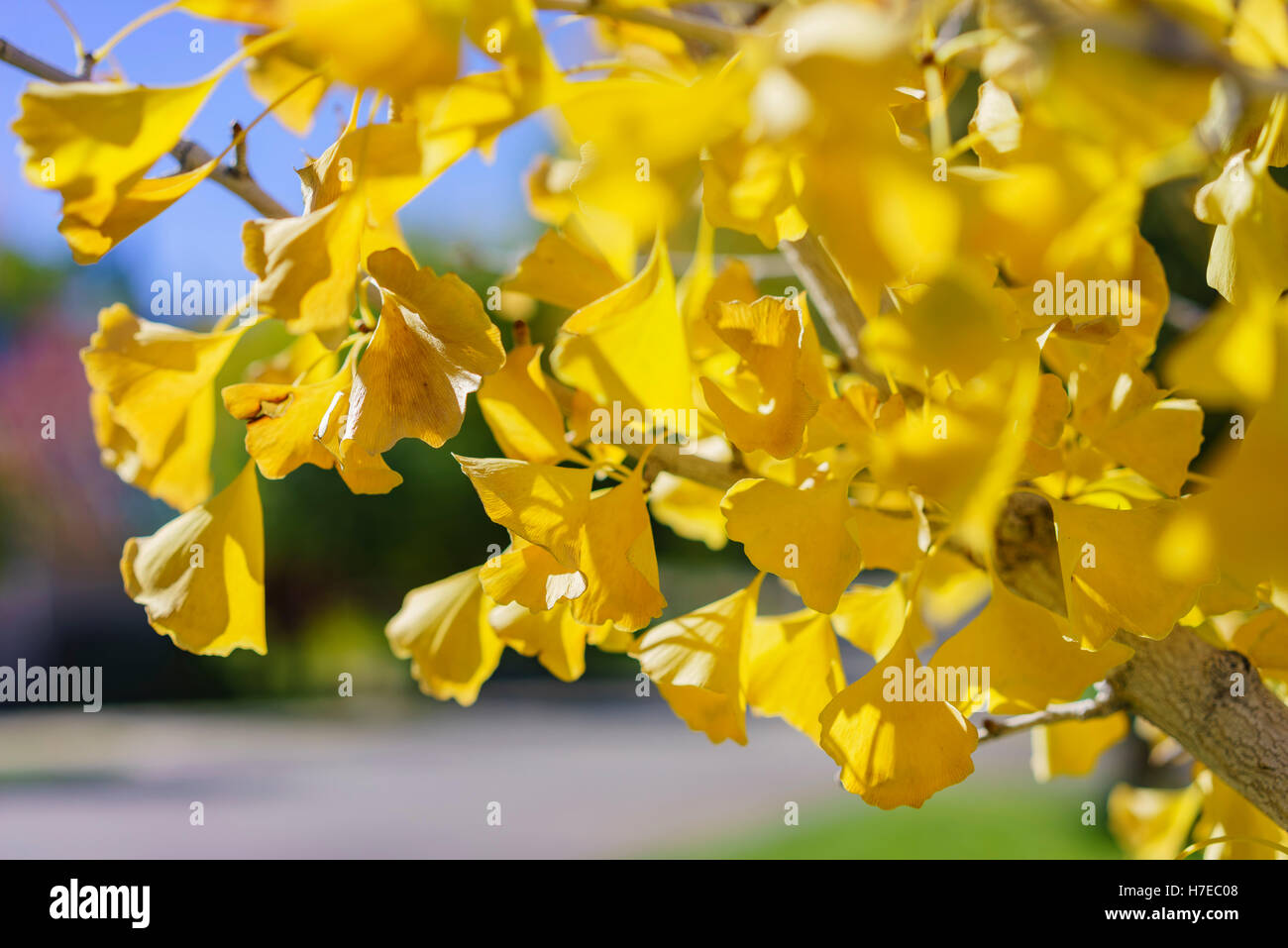 Beautiful ginkgo fall color of Valyermo, Los Angeles County, California ...