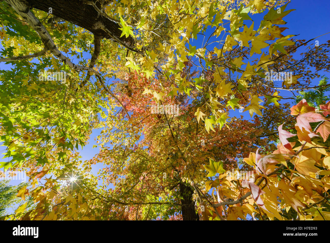 Beautiful fall color of Valyermo, Los Angeles County, California Stock ...