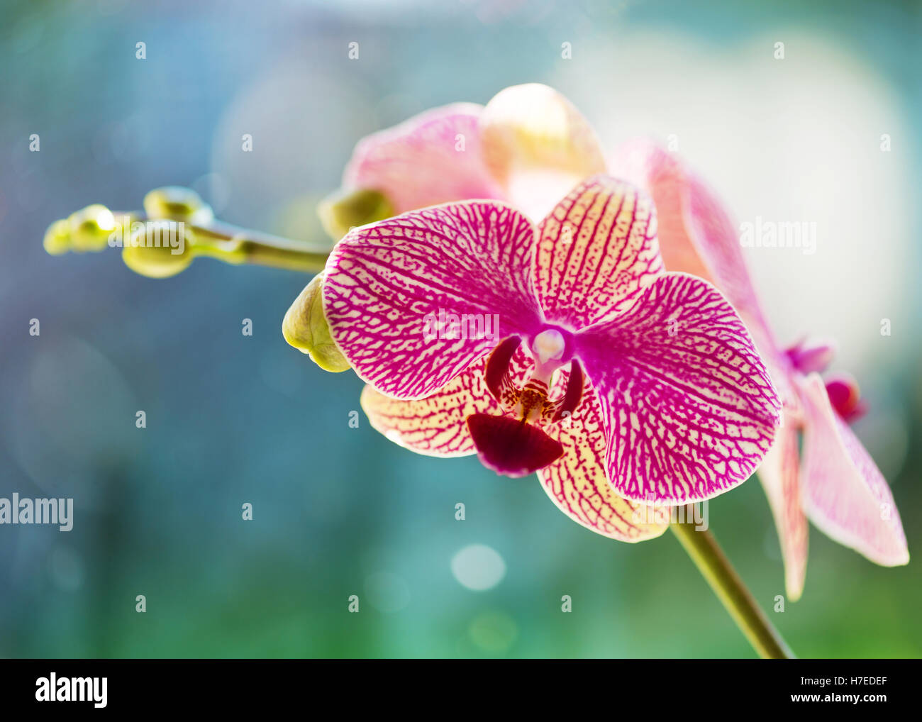 Pretty beautiful atmospheric hi-res stock photography and images - Alamy