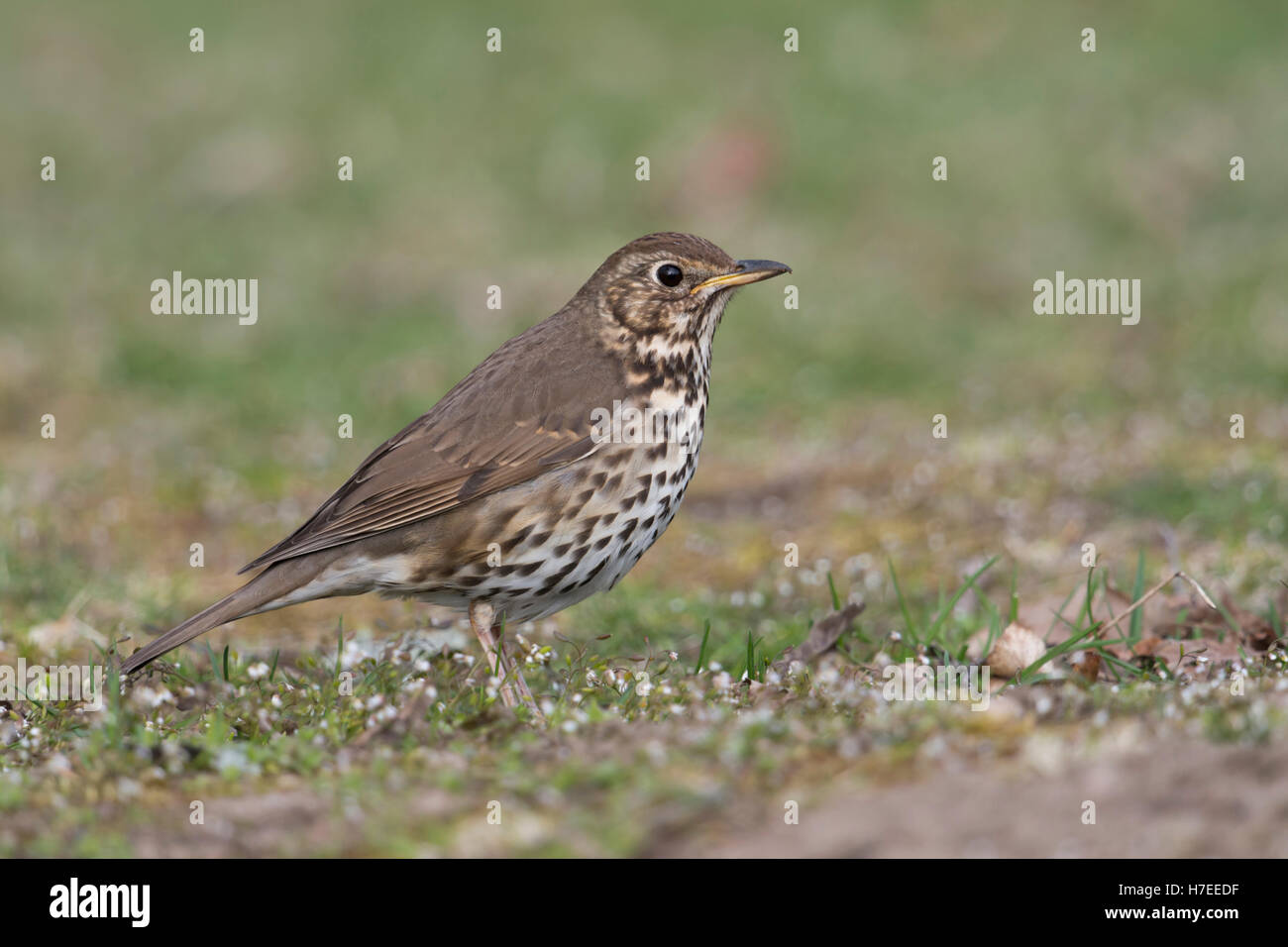 Spring migration of birds hi-res stock photography and images - Alamy