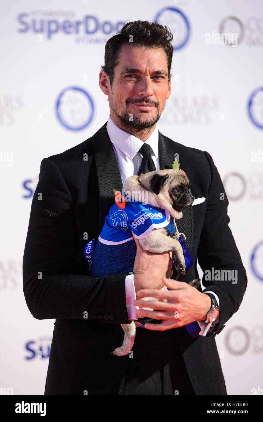 David Gandy attends the Collars & Coats Gala Ball, fundraising for ...