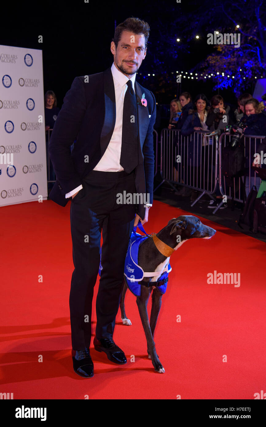 David Gandy attends the Collars & Coats Gala Ball, fundraising for ...