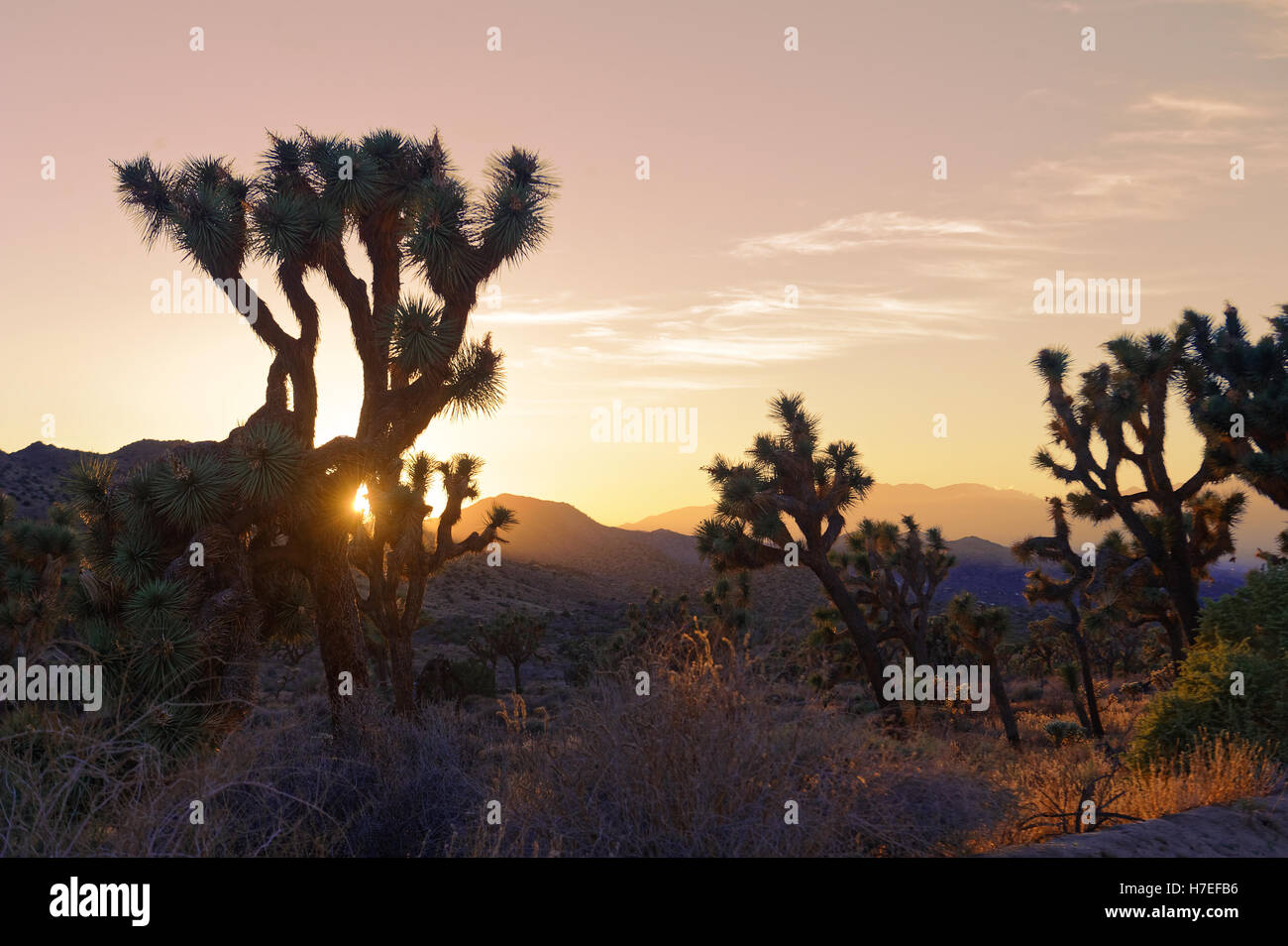 Joshua Tree National Park Sunset Stock Photo - Alamy