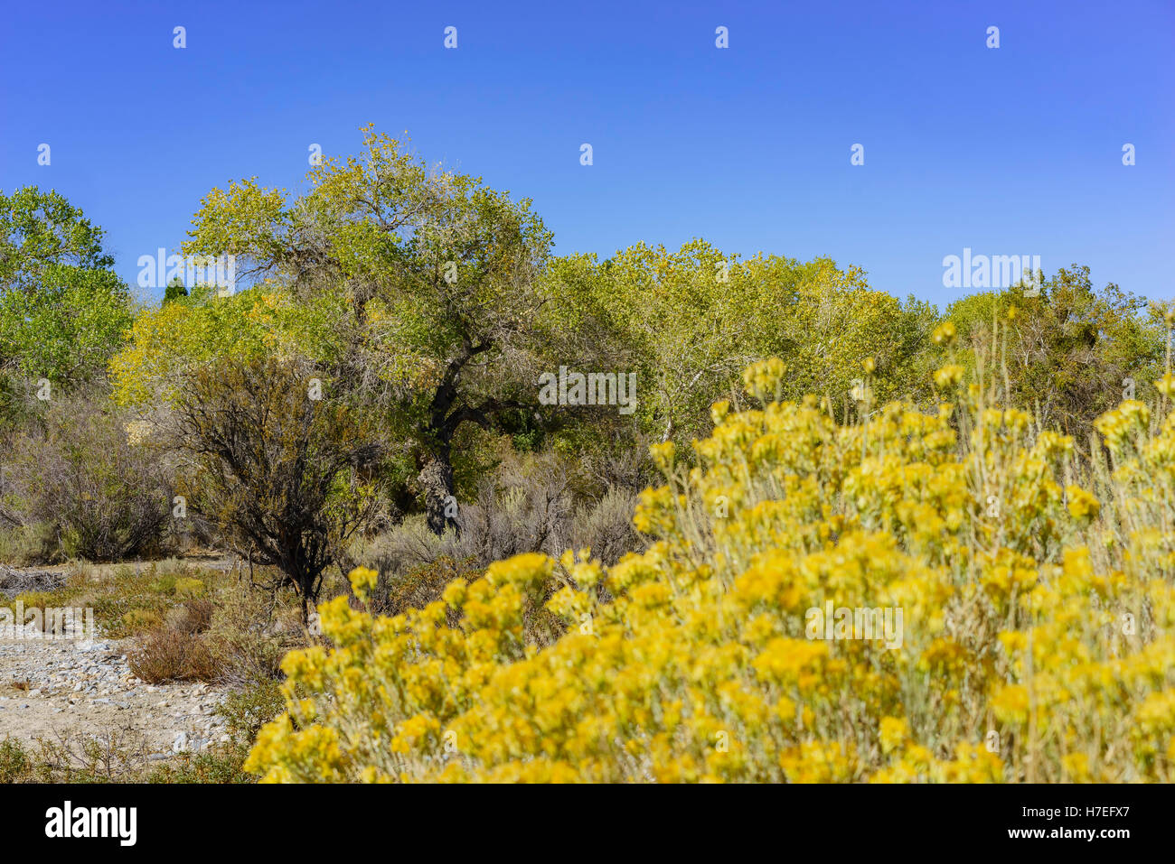 Beautiful fall color of Valyermo, Los Angeles County, California Stock ...