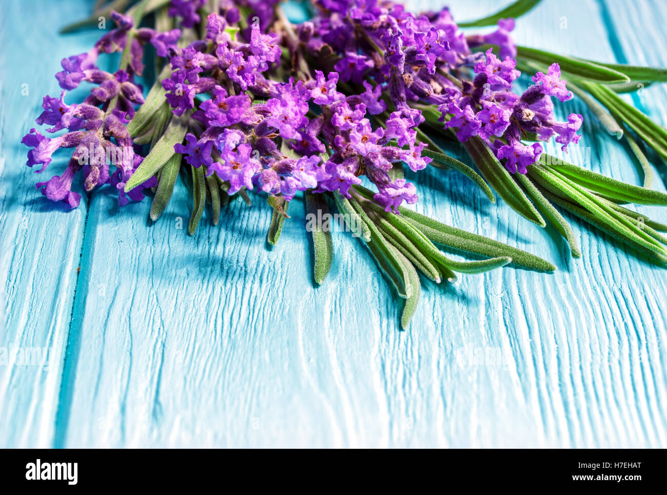 Old lavender hi-res stock photography and images - Alamy