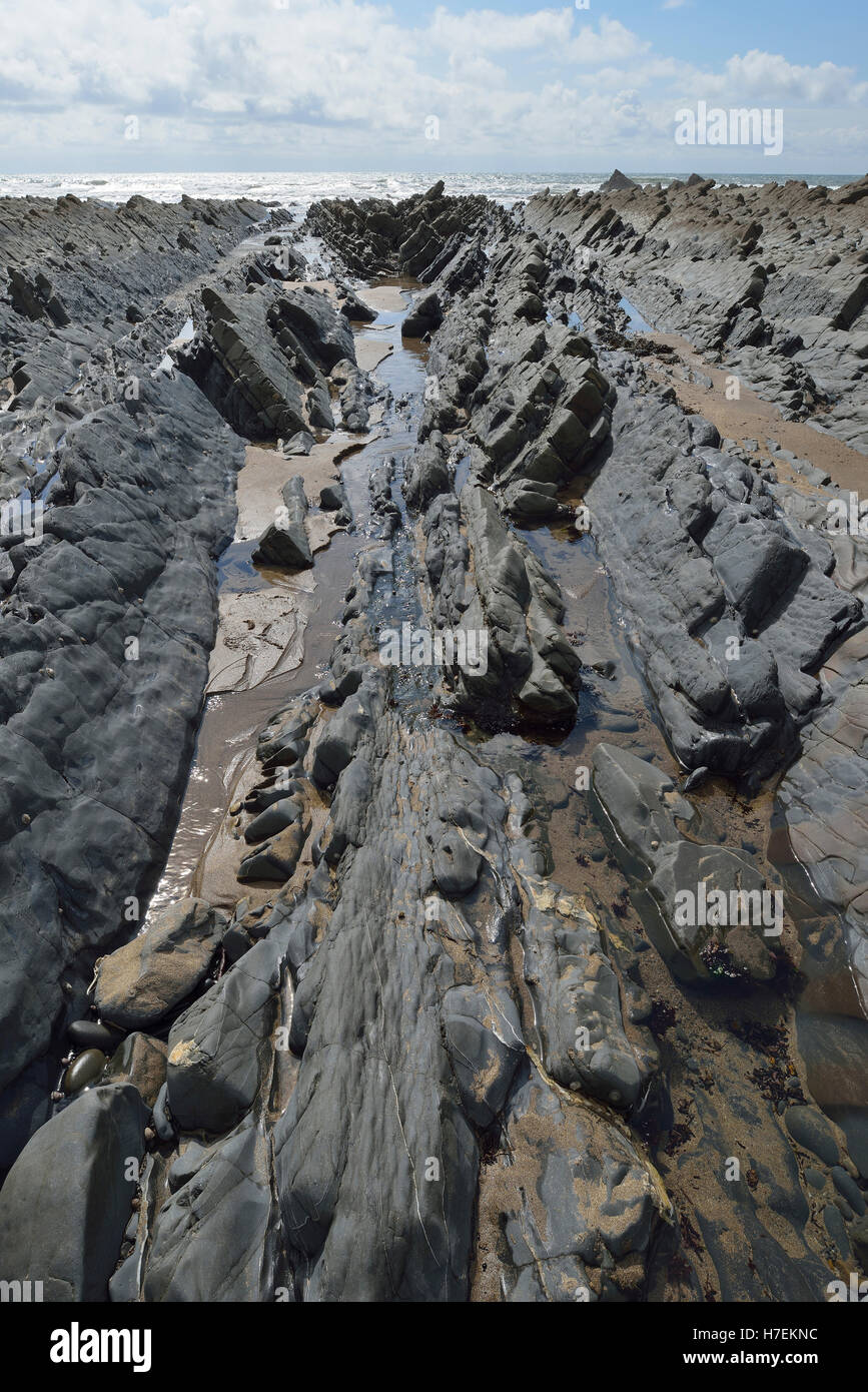 Sharp Dip in Folded Rock Strata lead out to Sea, Welcombe Mouth Beach ...