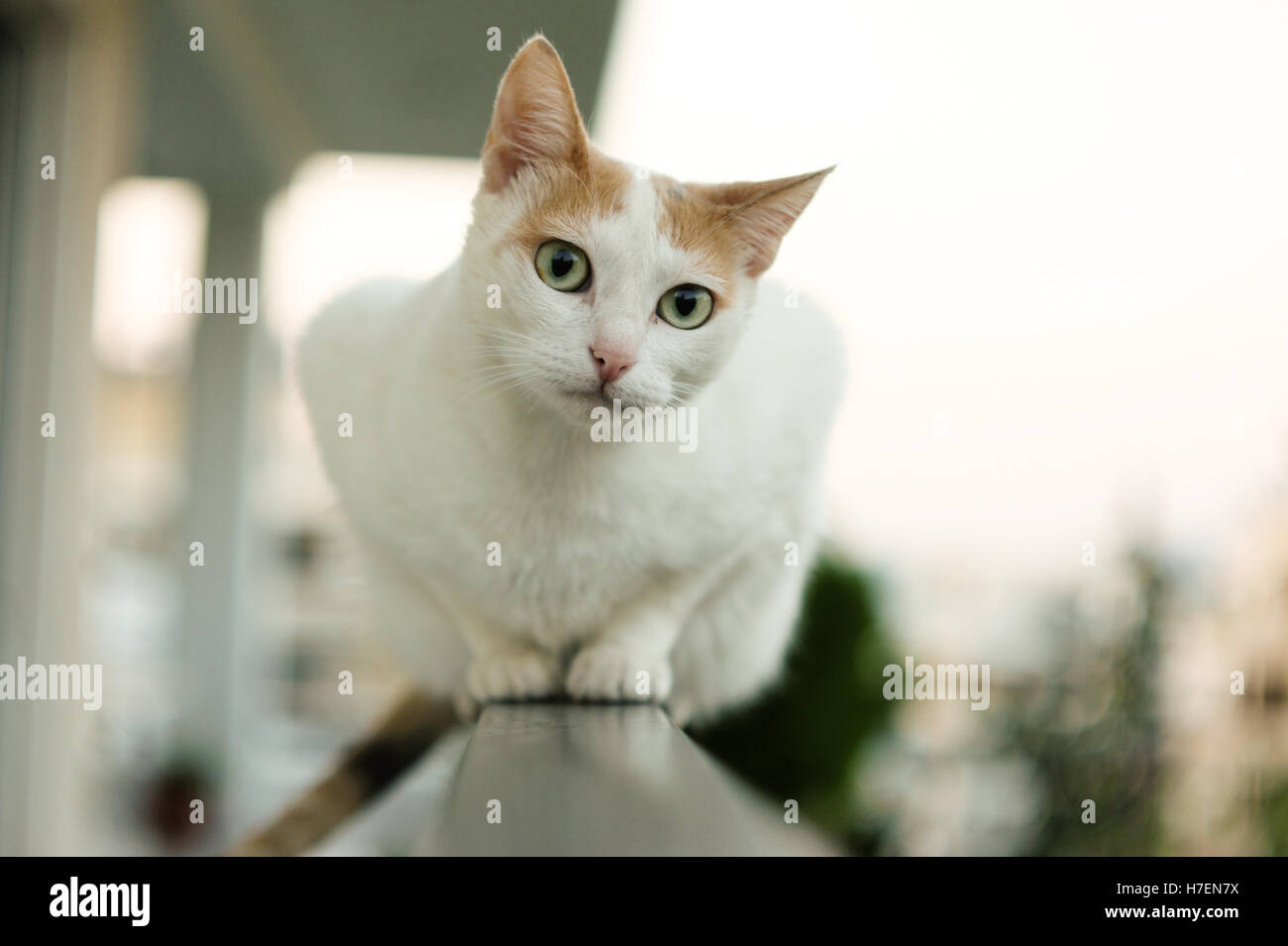 a domestic cat on the edge Stock Photo - Alamy