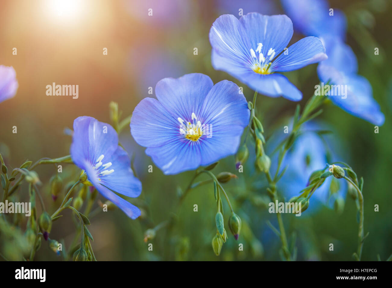 Sun flower background hi-res stock photography and images - Alamy
