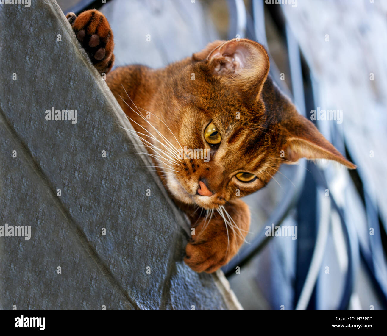 Abyssinian cat outdoors in the garden Stock Photo - Alamy