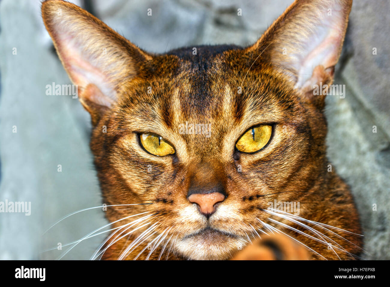Abyssinian cat outdoors in the garden Stock Photo - Alamy