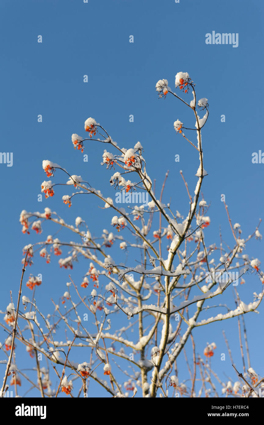 Orange fruit tree snow hi-res stock photography and images - Alamy