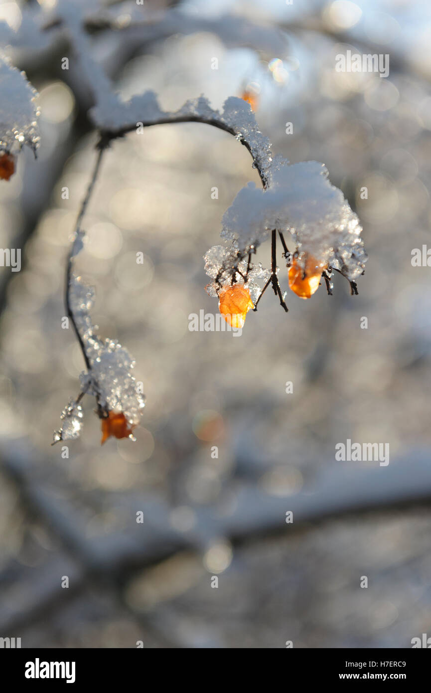 Orange fruit tree snow hi-res stock photography and images - Alamy