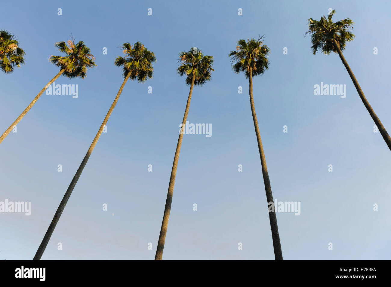 Row tall palm trees hi-res stock photography and images - Alamy