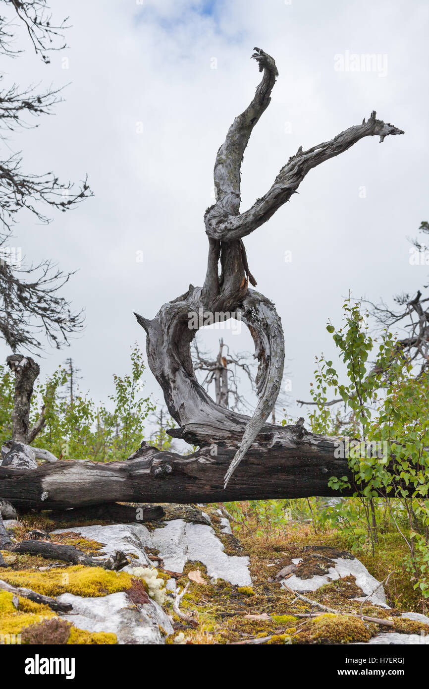 Taiga russia tree hi-res stock photography and images - Alamy