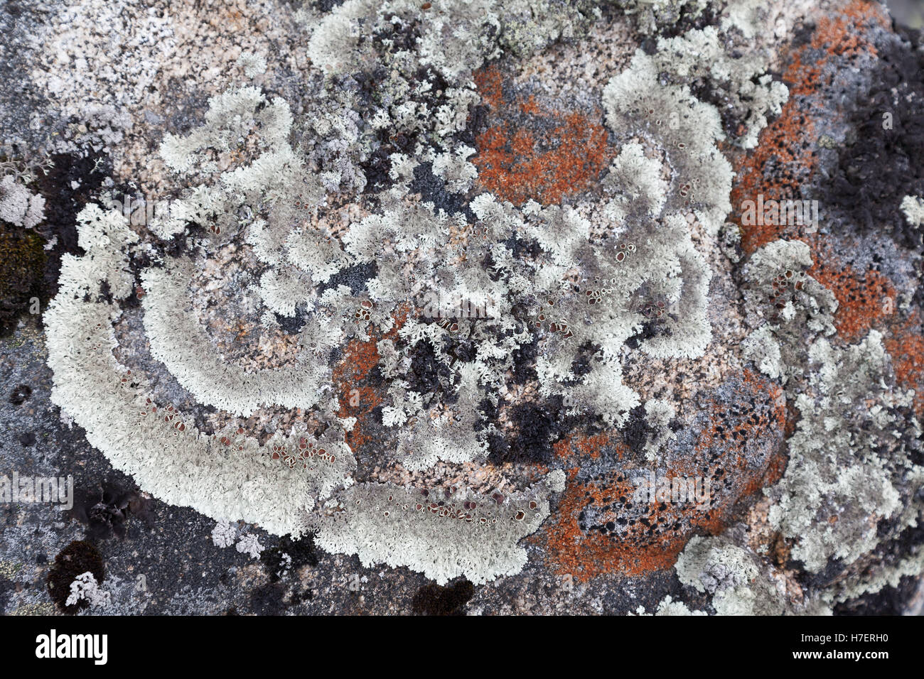 Crustose lichens hi-res stock photography and images - Alamy