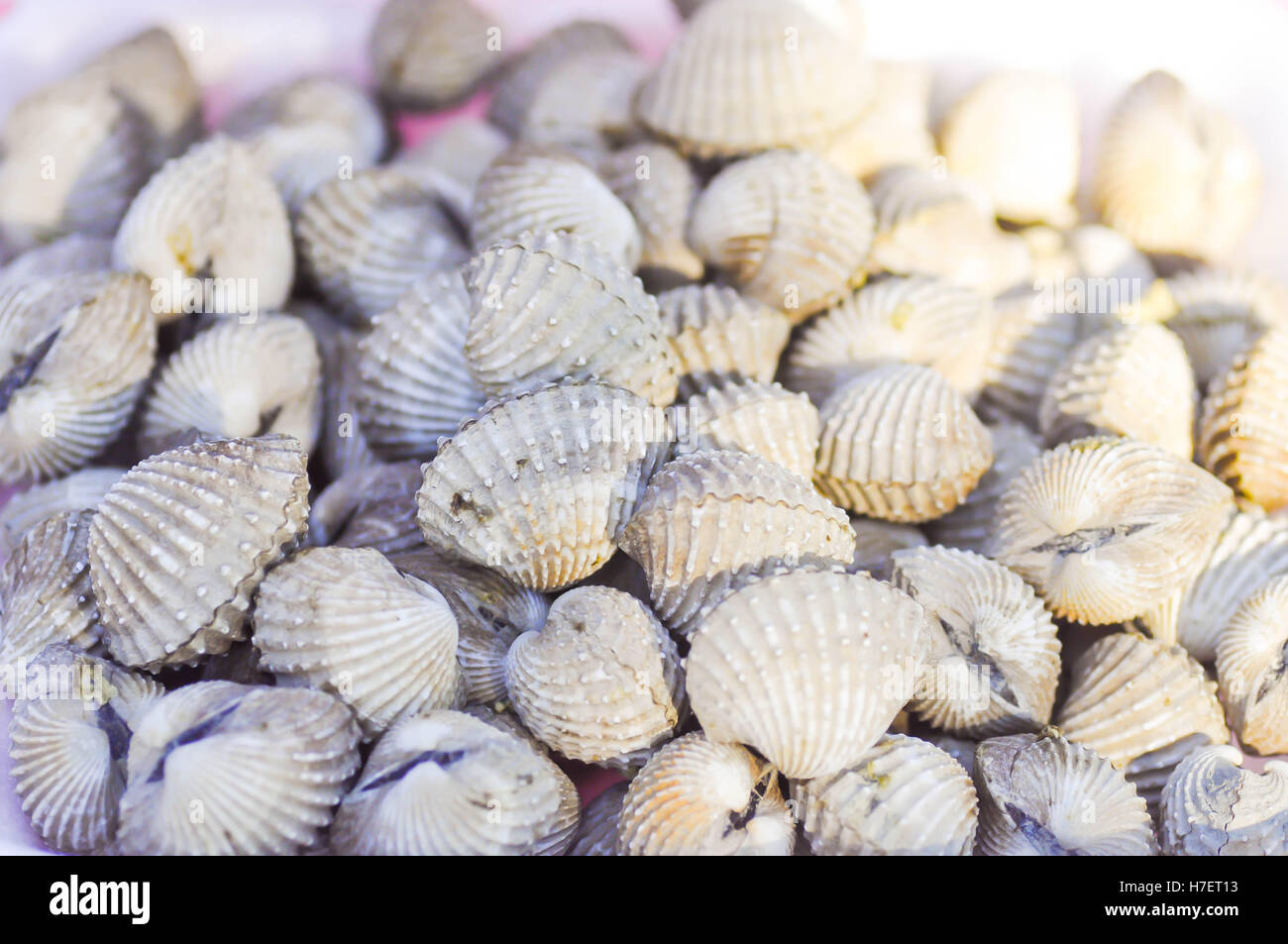 ark shell,cockle or scallop dish Stock Photo - Alamy