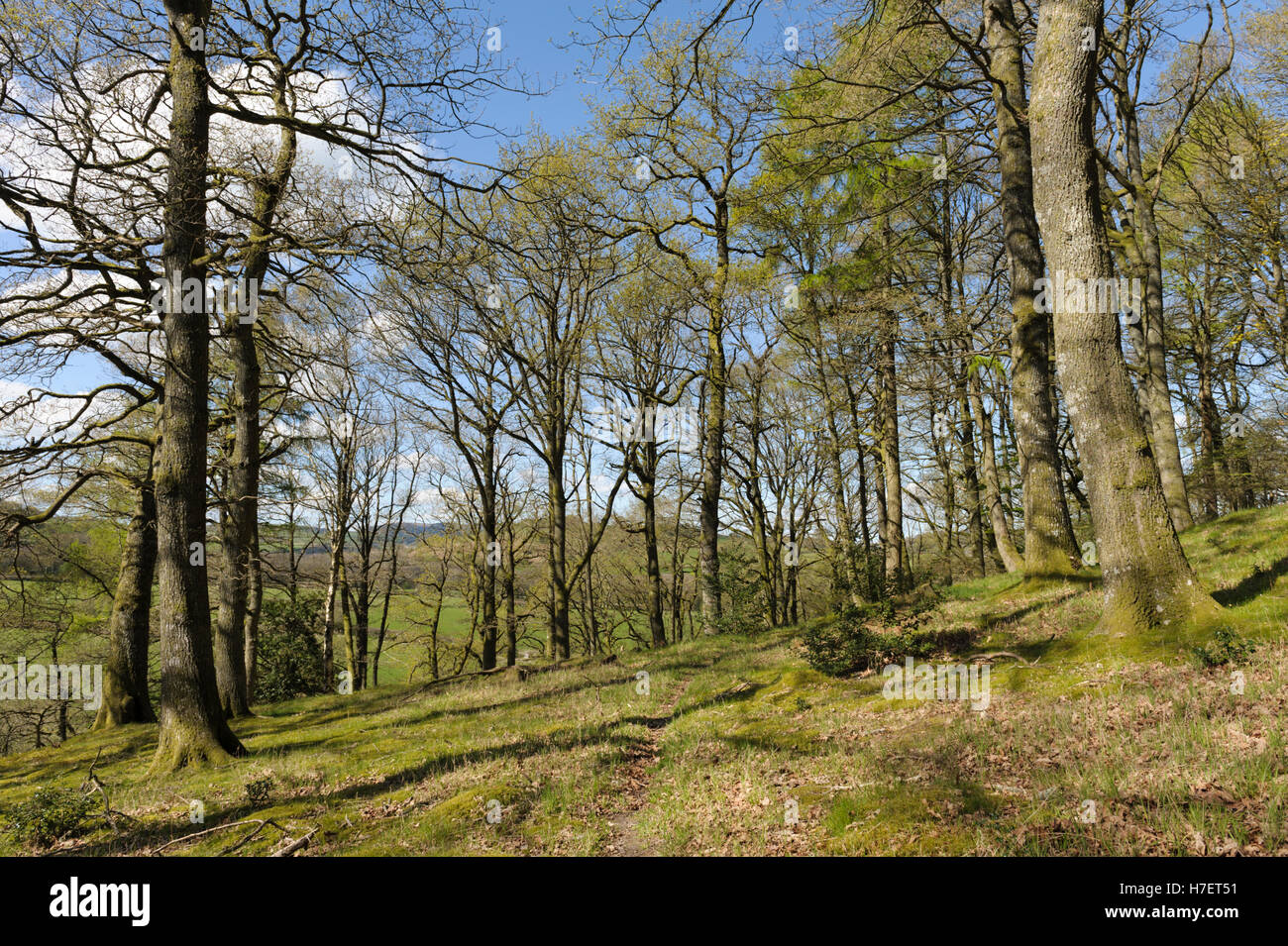 Woodland on the Welsh border in Radnorshire Stock Photo - Alamy