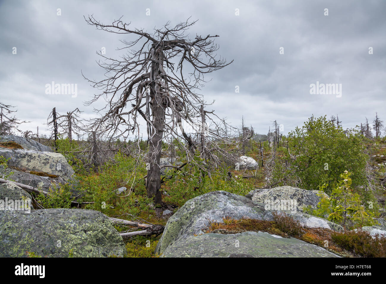 Dry tree mountain hi-res stock photography and images - Alamy