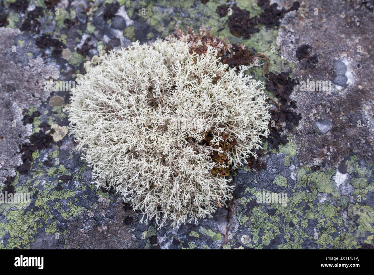 Lichen pattern hi-res stock photography and images - Alamy